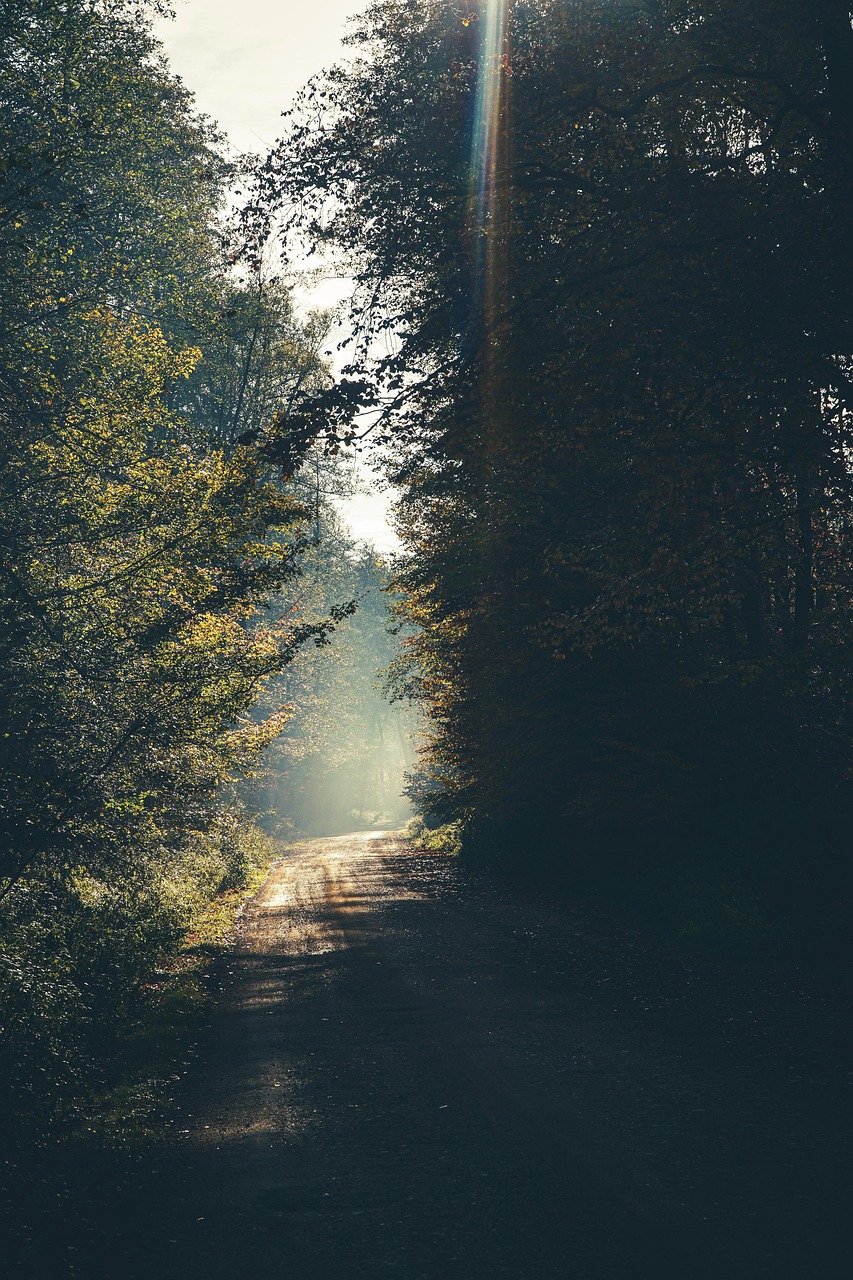 60,000+ Free Road With Forest Background & Nature Images - Pixabay