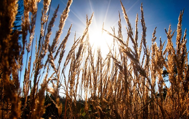 Gras Wald Natur - Kostenloses Foto auf Pixabay - Pixabay