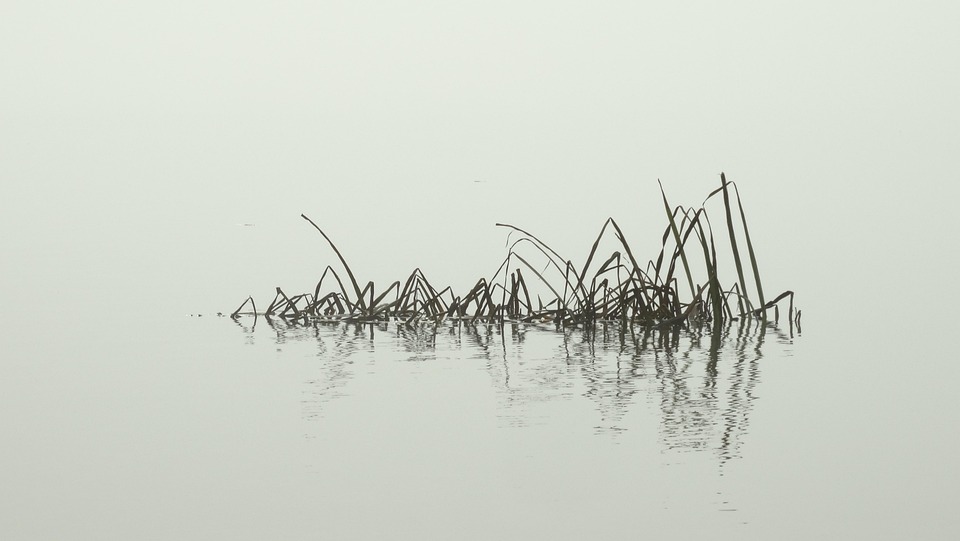 Fog River Reflection - Free photo on Pixabay - Pixabay