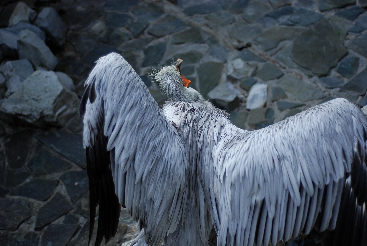 Bird Animal Feathers - Free photo on Pixabay