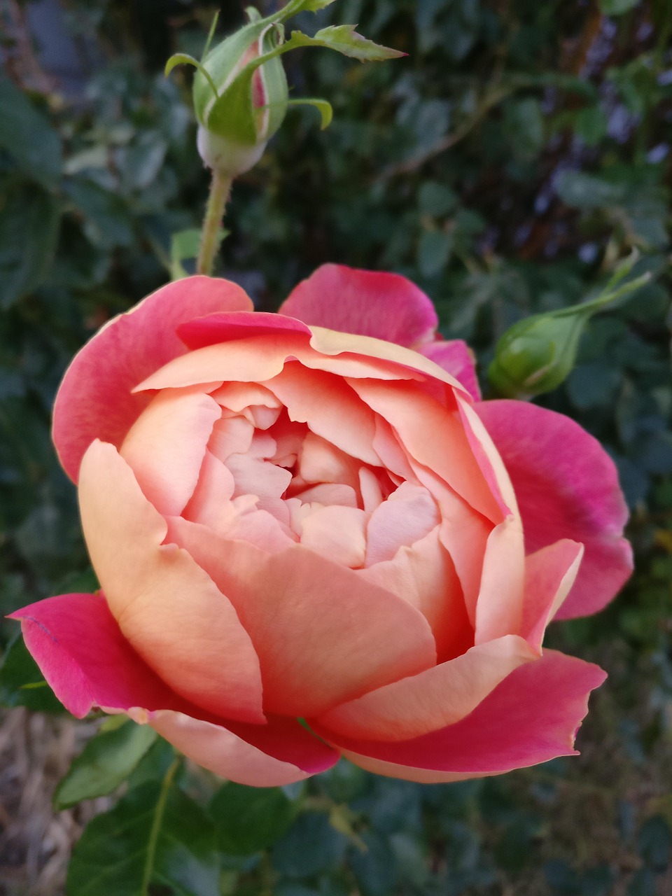 Rose Pinke Rosenknospe - Kostenloses Foto auf Pixabay - Pixabay