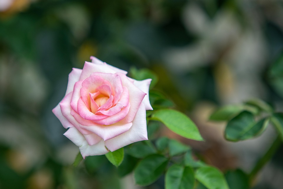 Flowe Petals Leaves - Free photo on Pixabay