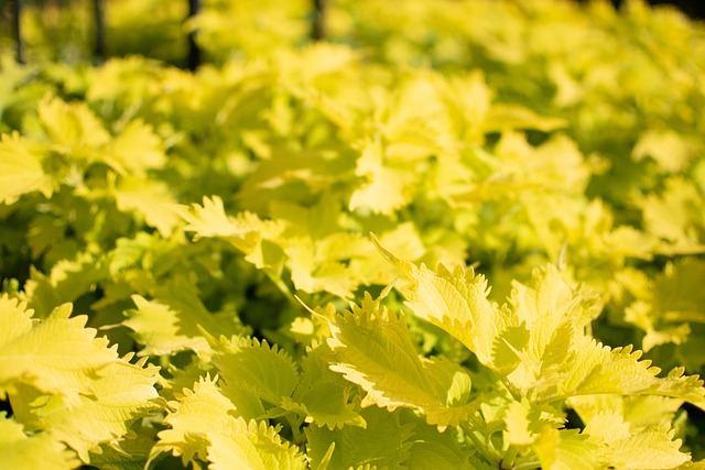 Daun Kuning Kebun Dedaunan - Foto gratis di Pixabay - Pixabay