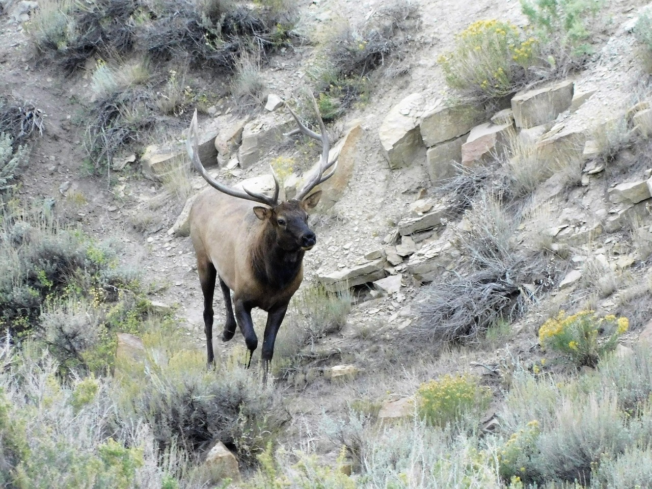 Wapiti Faune Nature - Photo gratuite sur Pixabay - Pixabay