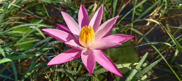 Imagini Cu Nuferi Nufăr Bloom - Fotografie gratuită pe Pixabay - Pixabay