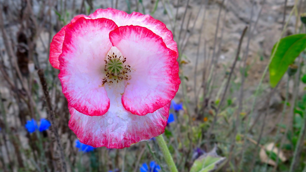 Wild Poppy October - Free photo on Pixabay - Pixabay
