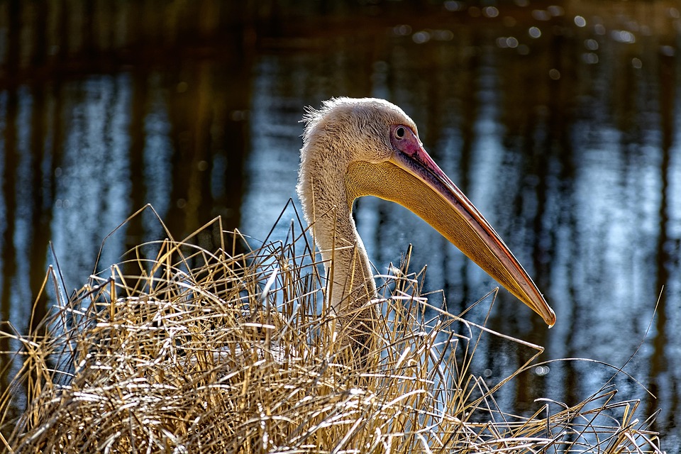 Pélican Lac Animal - Photo gratuite sur Pixabay