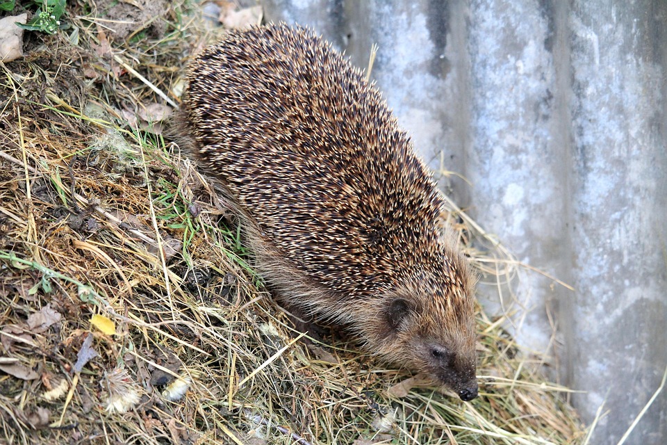Igelkott Djur Natur - Gratis foto på Pixabay
