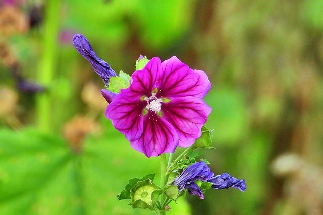 锦葵 花 开花 Pixabay上的免费照片 Pixabay