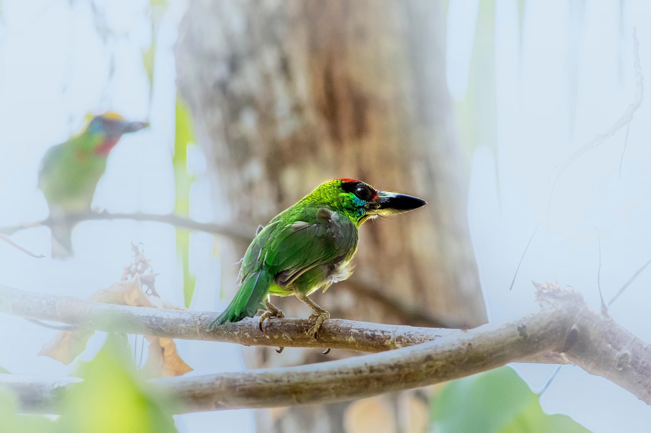 Red-Throated Barbet Bird Thailand - Free photo on Pixabay - Pixabay