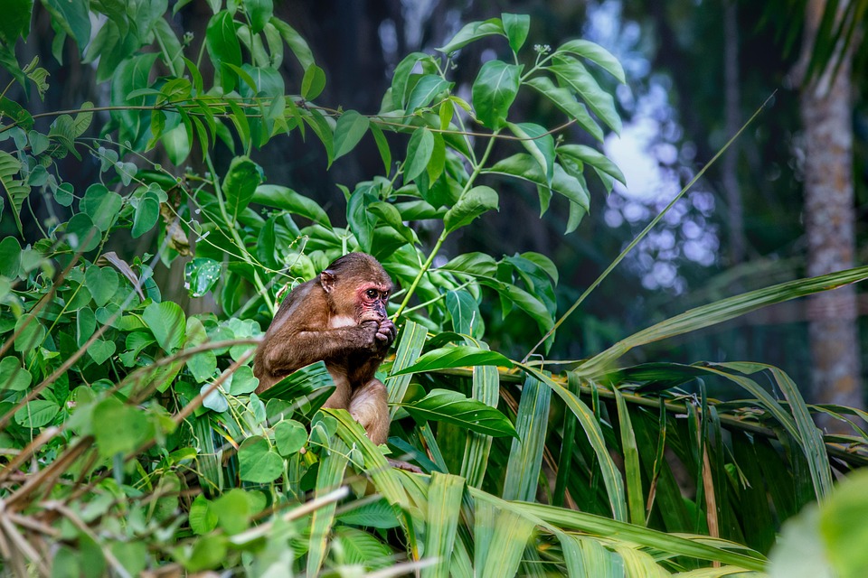 Stump-Tailed Macaque Forest Jungle - Free photo on Pixabay