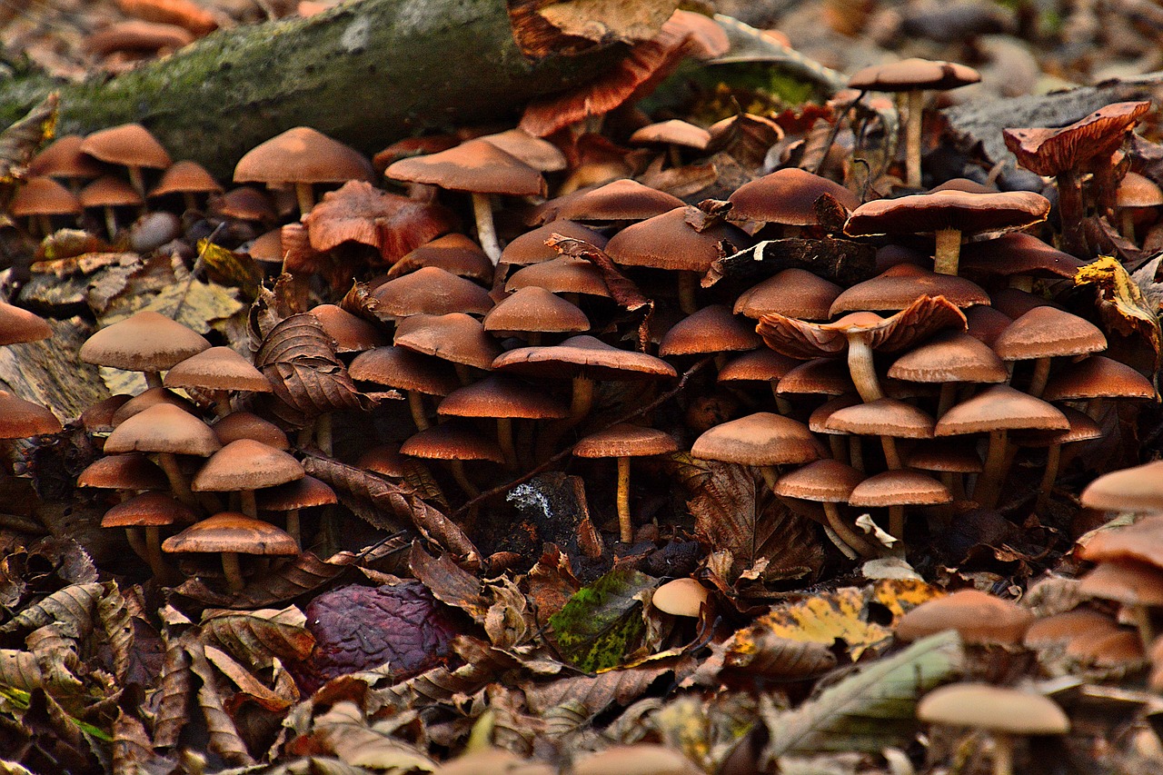 10,000+ Free Mushrooms & Nature Images - Pixabay