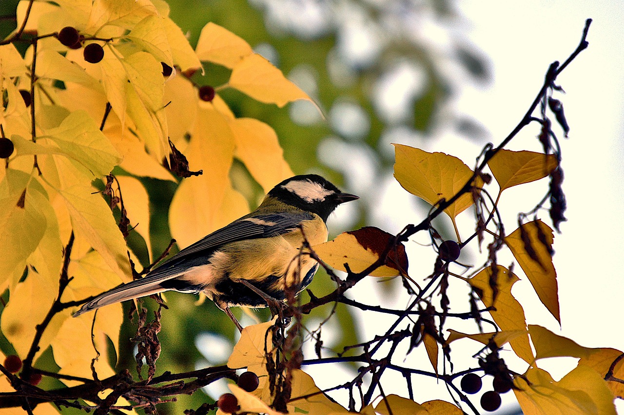 Titmouse Dada Tit Besar - Foto gratis di Pixabay - Pixabay