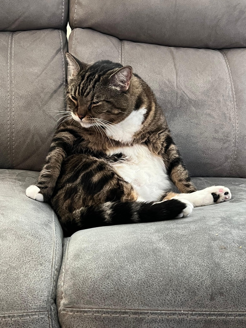 Cat Relaxing Cute - Free photo on Pixabay - Pixabay