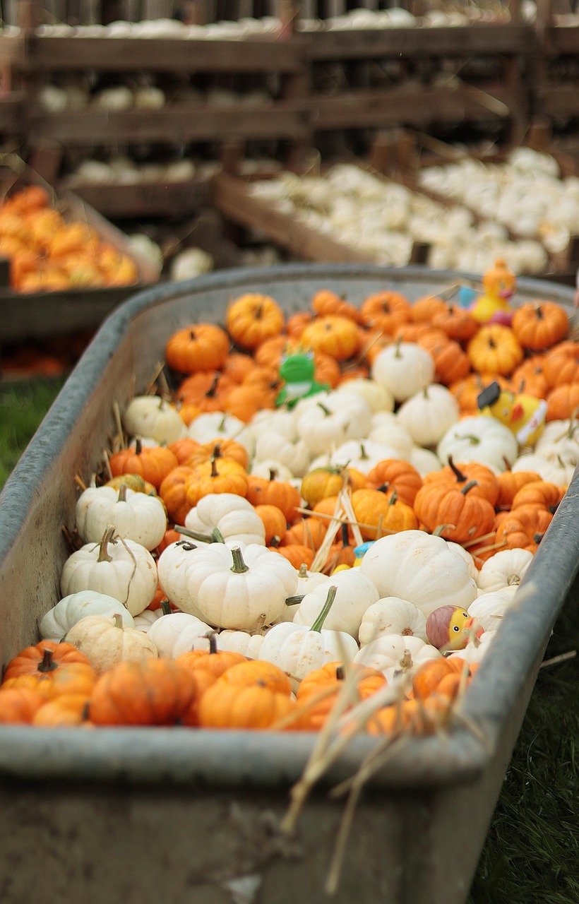 Pumpkins Vegetables Harvest - Free photo on Pixabay