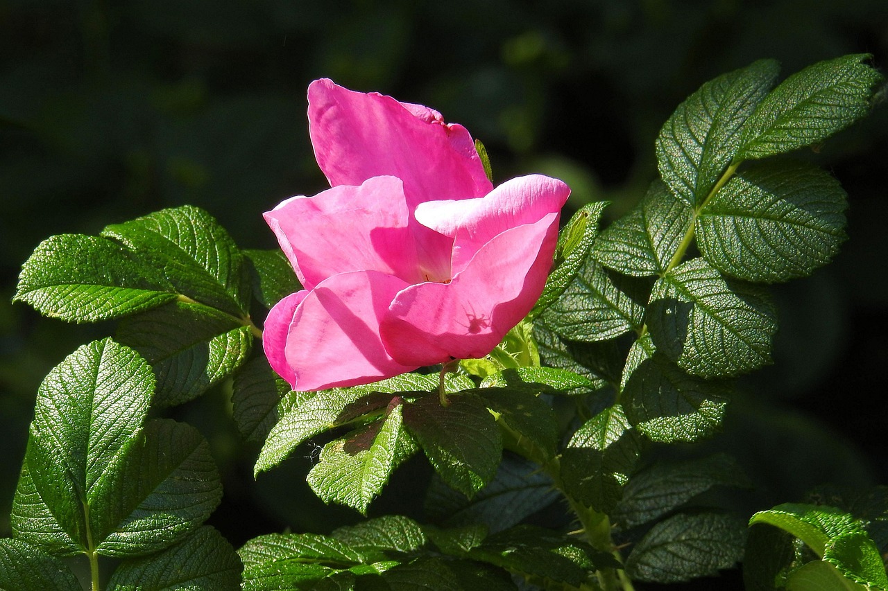 100+ Free Garden Wild Pink Roses & Wild Rose Images - Pixabay