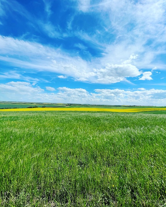 Grüne Gras Natur - Kostenloses Foto auf Pixabay
