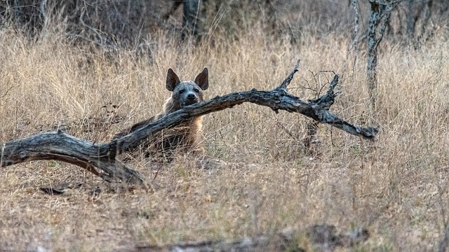 Wild Dog Canine Animal - Free photo on Pixabay
