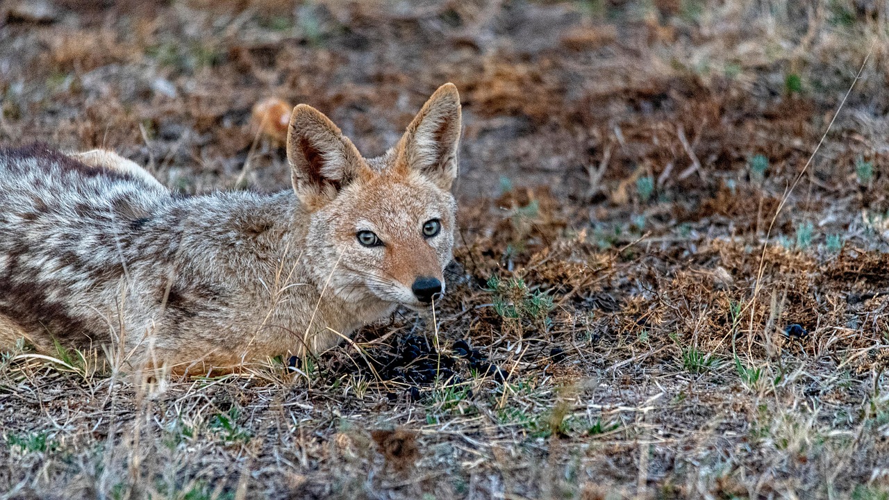 Cão Selvagem Canino Animal Animais - Foto gratuita no Pixabay - Pixabay