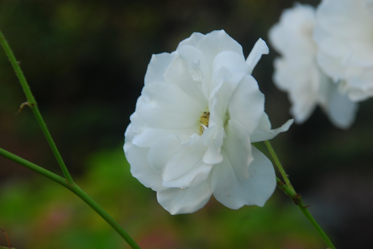 Flor Rose - Foto gratuita no Pixabay - Pixabay