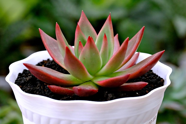 1,000+ Succulent Pictures & Images [HD] - Pixabay