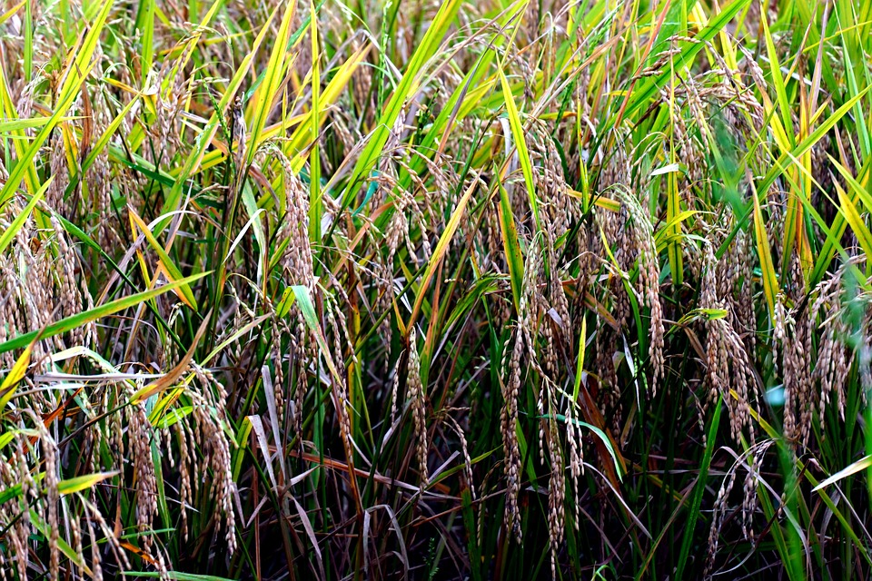 Paddy Field Rice Farm - Free photo on Pixabay