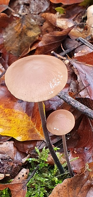 Champignons Wald Feuillage - Photo gratuite sur Pixabay - Pixabay