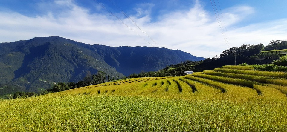 Sikkim Pertanian Sawah - Foto gratis di Pixabay - Pixabay