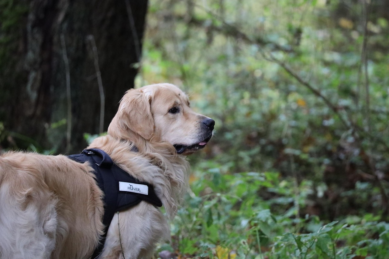 Golden Retriever Wald Hund - Kostenloses Foto auf Pixabay