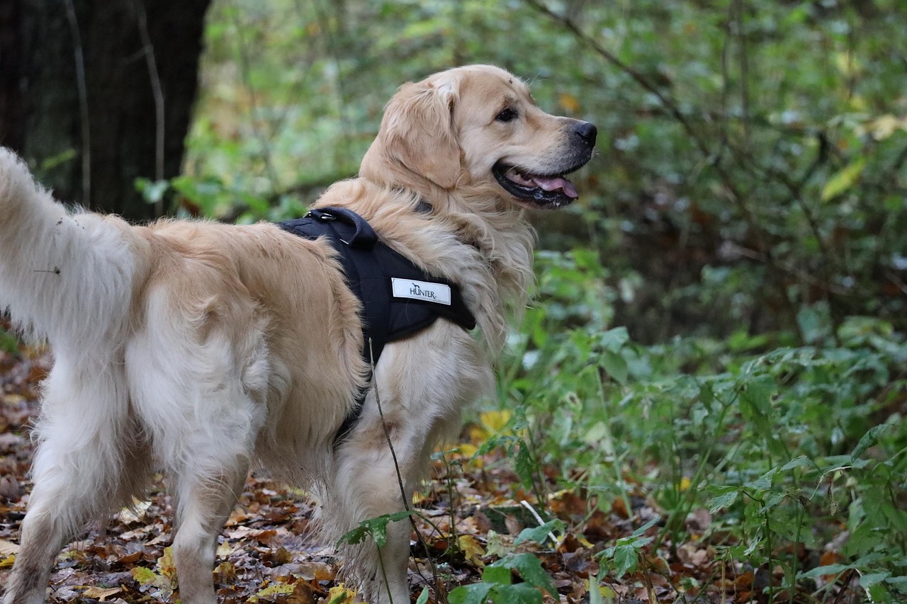 Golden Retriever Forêt Chien - Photo gratuite sur Pixabay - Pixabay