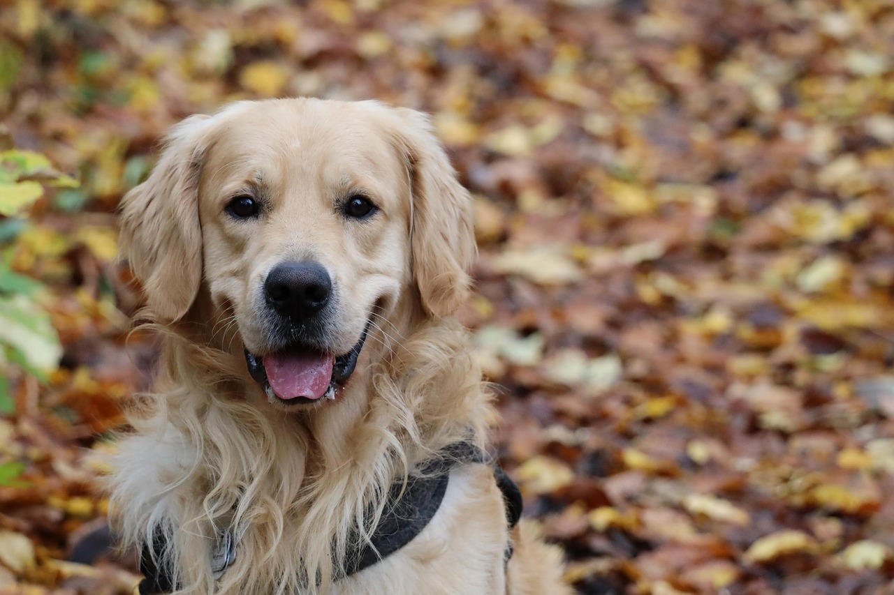 70,000+ Free Golden Retriever Cartoon Images & Golden Retriever Images ...