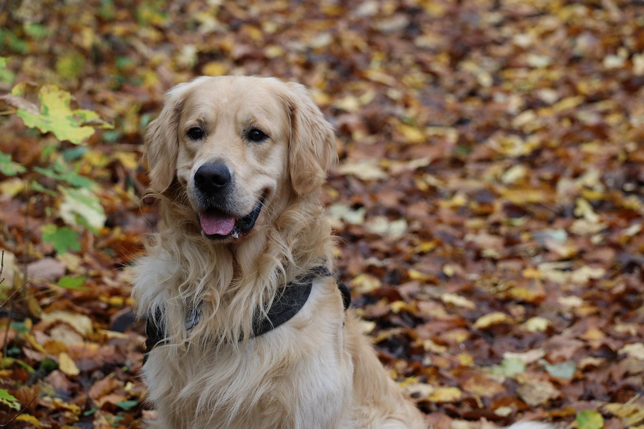 Golden Retriever Autumn Outdoors - Free photo on Pixabay - Pixabay