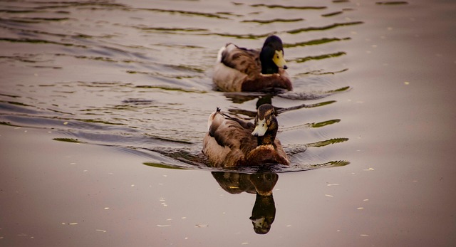 Canards Colverts Lac - Photo gratuite sur Pixabay - Pixabay