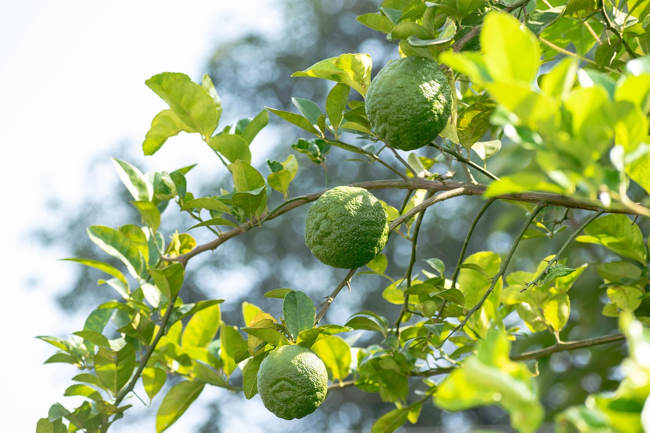 Agrumes Des Fruits Alimentation - Photo gratuite sur Pixabay - Pixabay