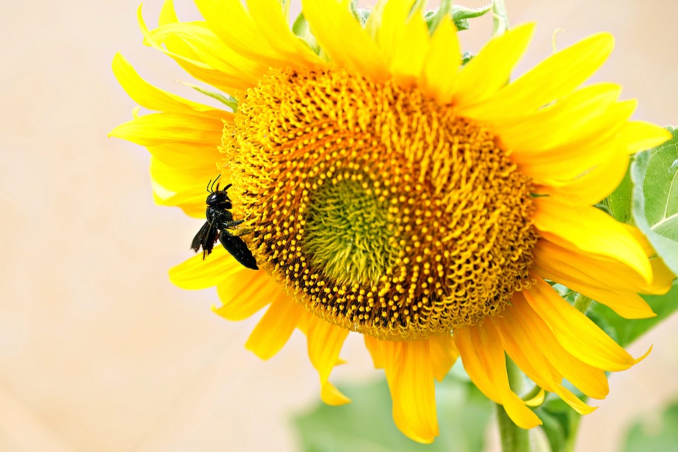 Sunflower Insect Pollination - Free photo on Pixabay - Pixabay