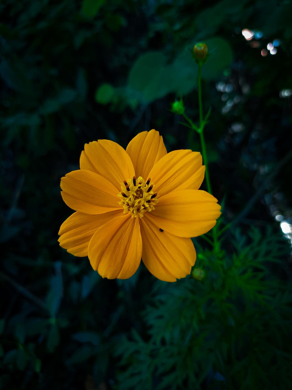Sommerblumen Marygold-Blume Blume - Kostenloses Foto auf Pixabay