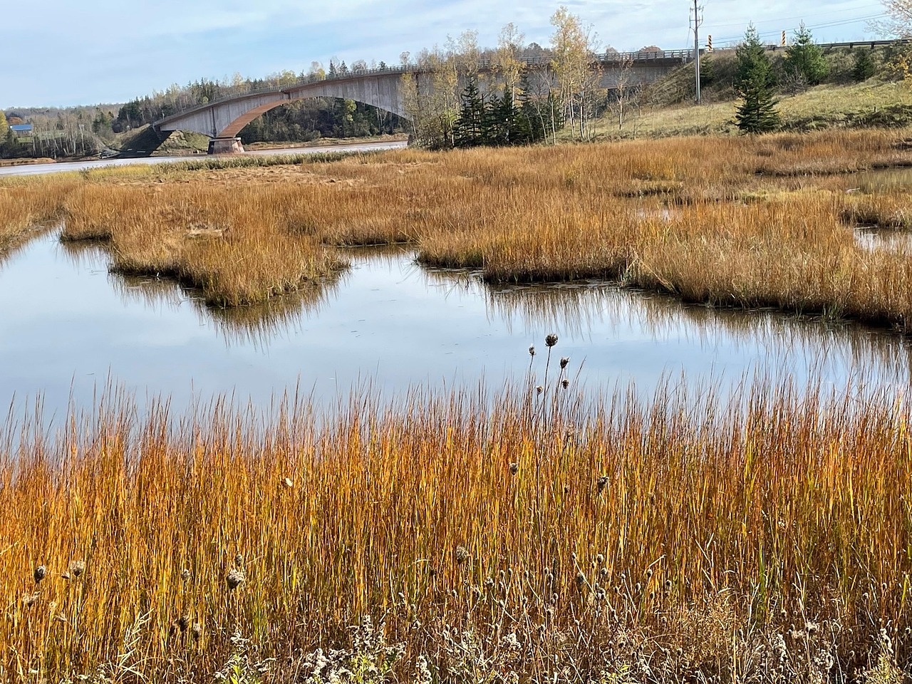 Wetlands Marsh - Free photo on Pixabay - Pixabay