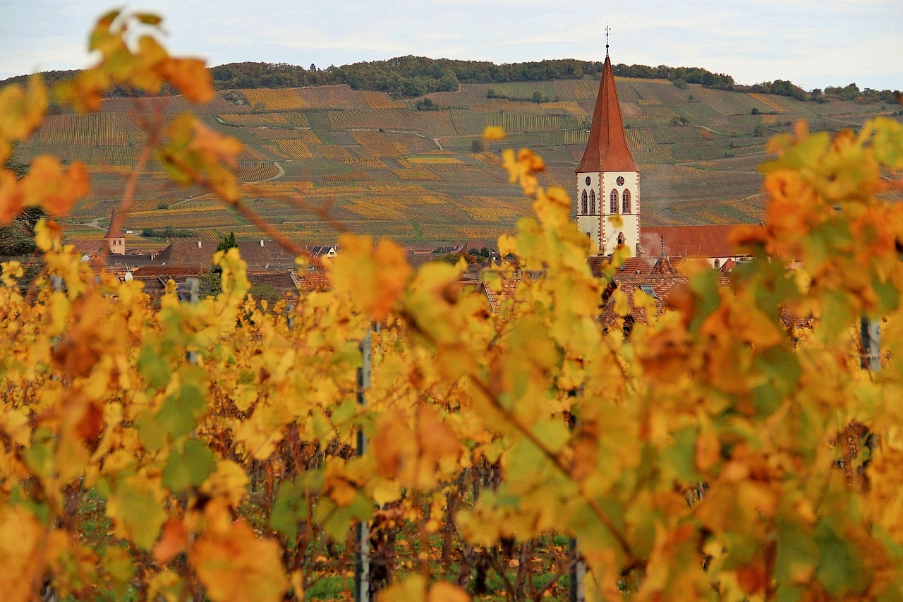 Elsass Weinberg Herbst - Kostenloses Foto auf Pixabay - Pixabay