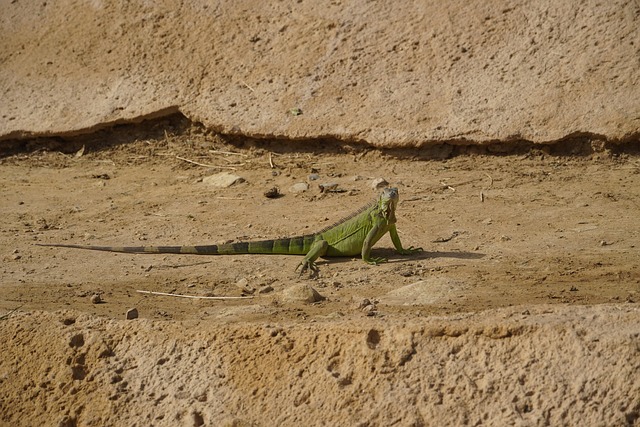 Ödla Reptil Djur - Gratis foto på Pixabay - Pixabay