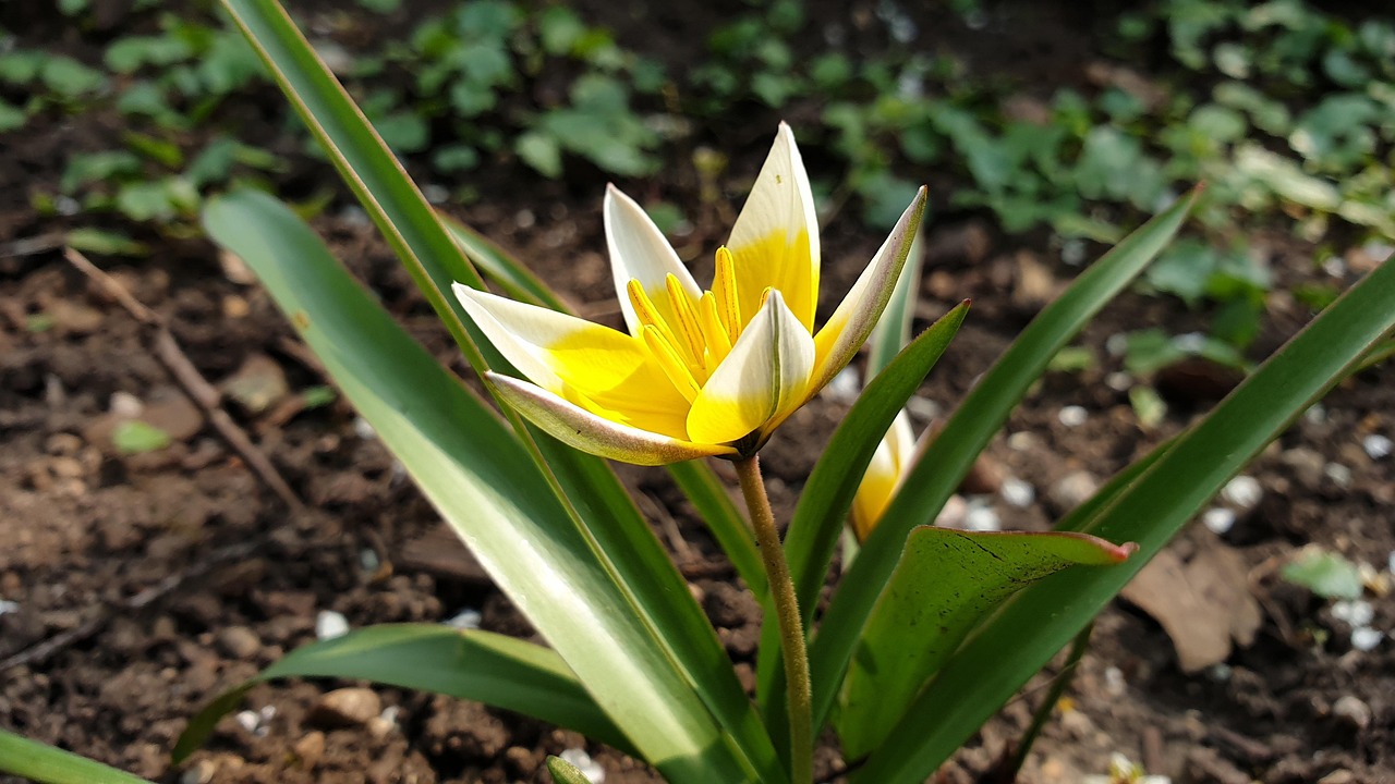 Wild Flower Tulip Yellow - Free photo on Pixabay - Pixabay