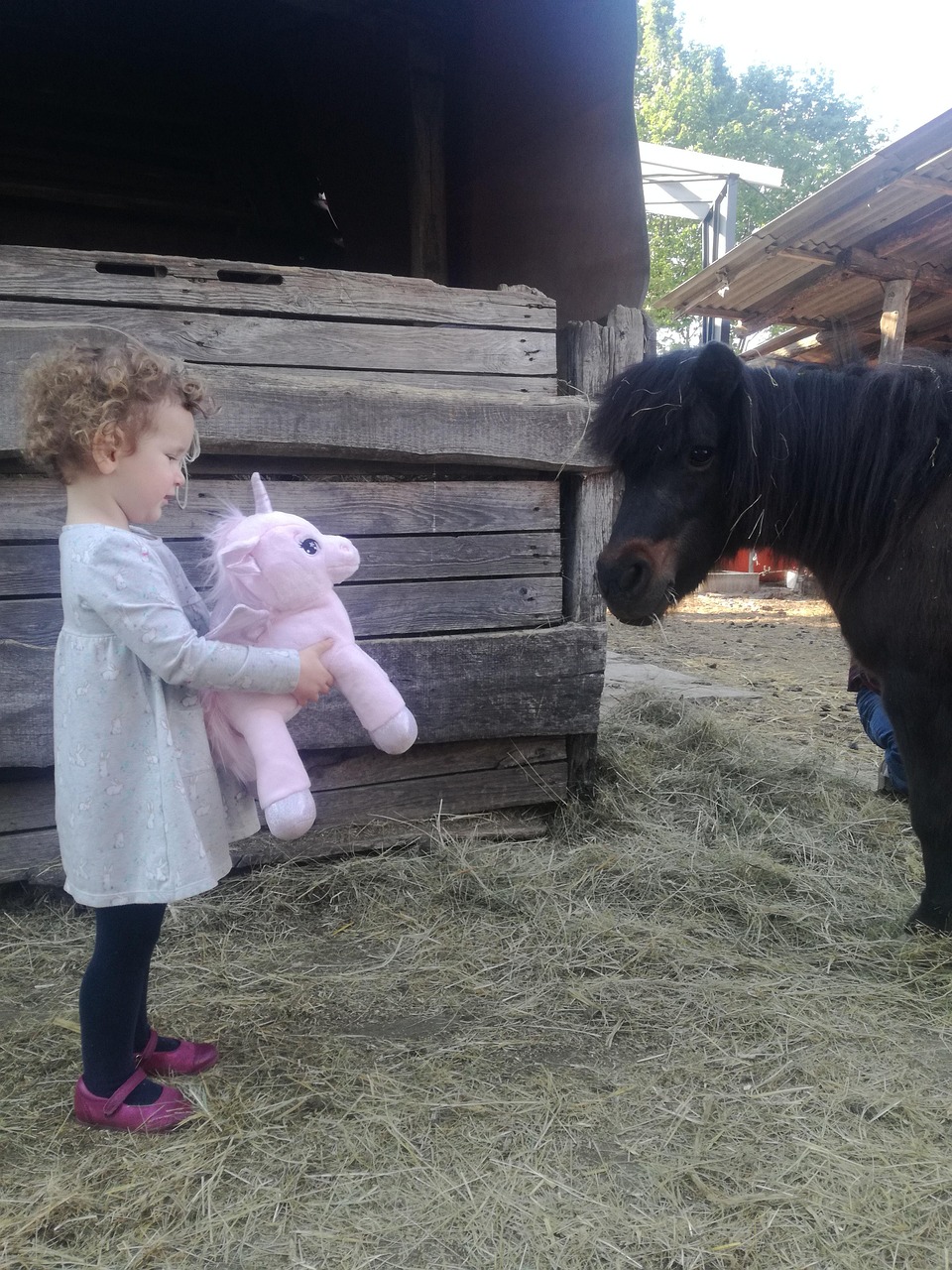 Kuda Poni Unicorn Hewan - Foto gratis di Pixabay - Pixabay