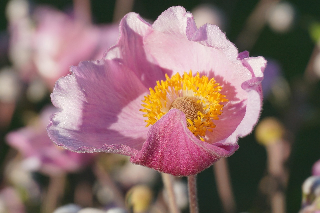 Flower Anemone Pink - Free photo on Pixabay