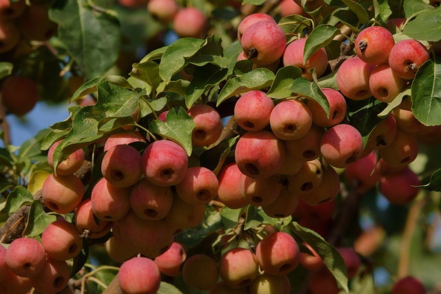 Planta Árvore Frutífera Fruta - Foto gratuita no Pixabay - Pixabay