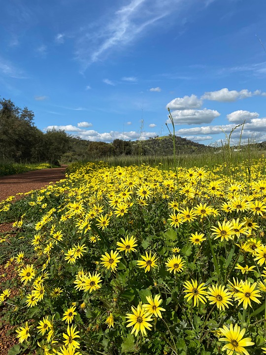 Flowers Spring Western Australia - Free photo on Pixabay - Pixabay