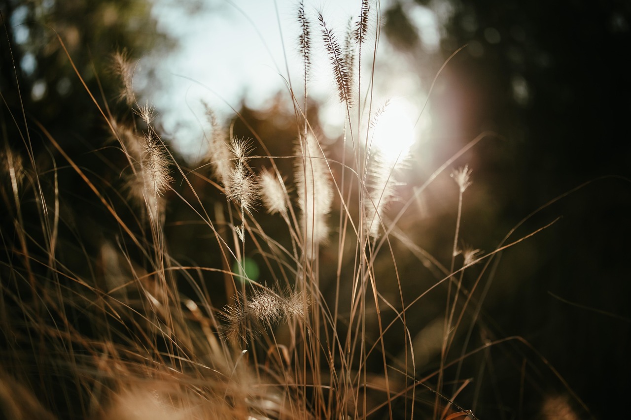 Gazon Ensoleillement Nature - Photo gratuite sur Pixabay - Pixabay
