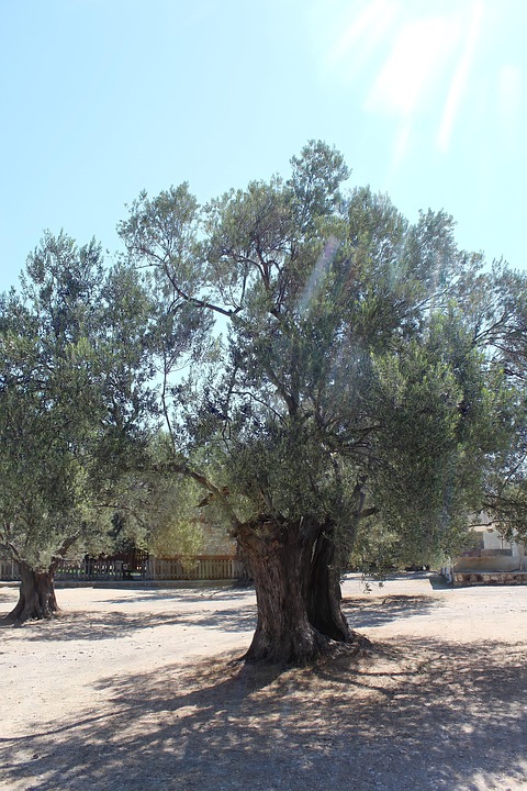 Olive Baum Groß - Kostenloses Bild auf Pixabay - Pixabay