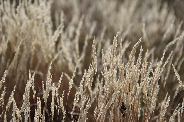 Grass Stalks Nature Beach - Free photo on Pixabay - Pixabay