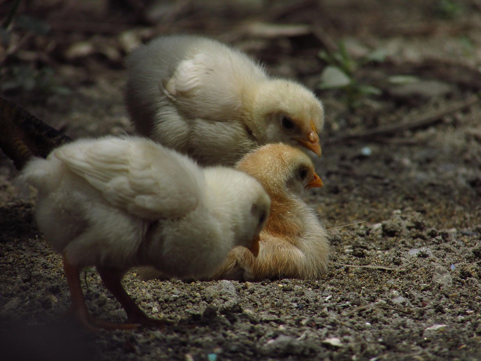 Chick Three Animal - Free photo on Pixabay - Pixabay