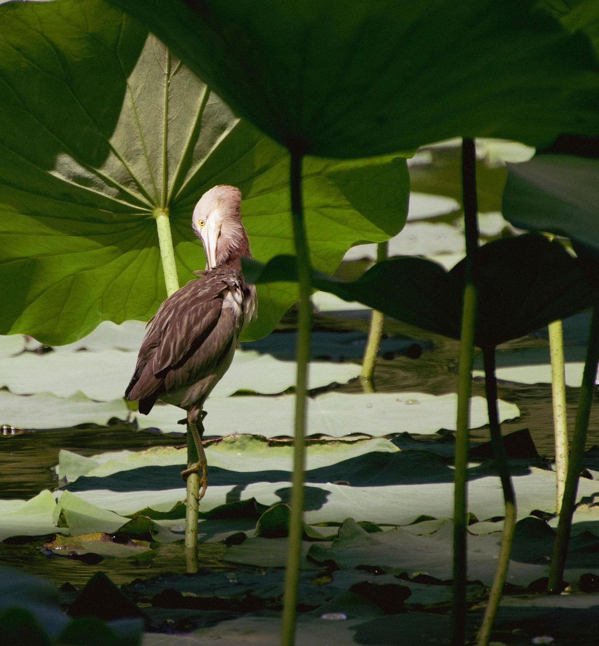 Bird Lotus Leaves Yellow Bittern - Free photo on Pixabay - Pixabay