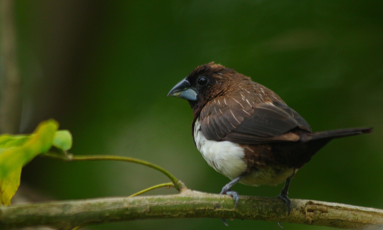 Munia Swan Bird - Free photo on Pixabay